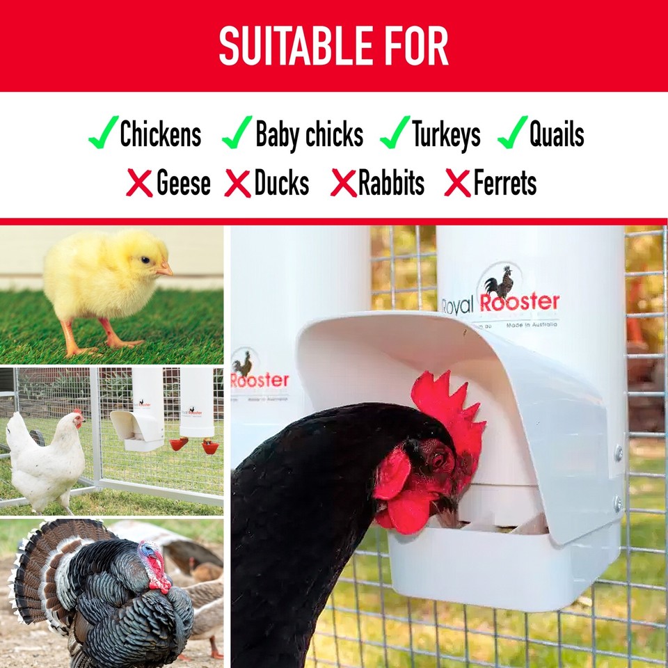 ROYAL ROOSTER Chicken / Poultry Coop - Waterer / Drinker & Feeder Set ...