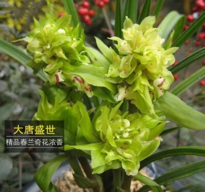 Cym. goeringii ‘Da Tang Sheng Shi’ (Great Tang Dynasty), 春兰 ‘大唐盛世 ...