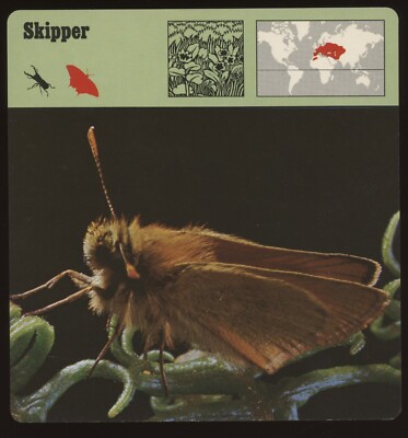 Skipper Safari Cards Rencontre Insects | eBay