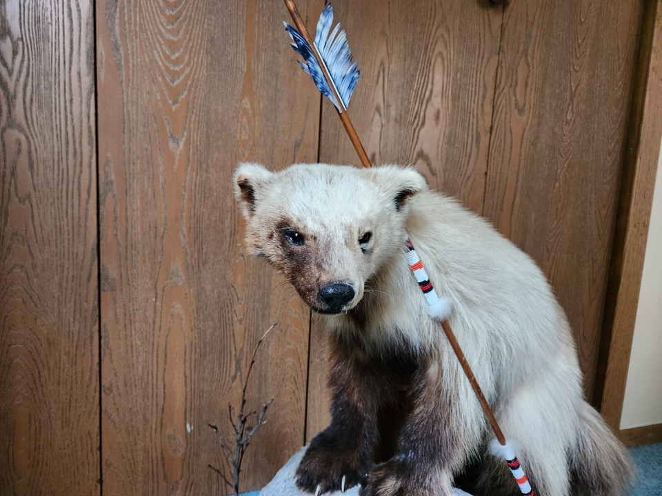 Life Sized Wolverine Taxidermy Mount (Great For Michigan Fan) | eBay