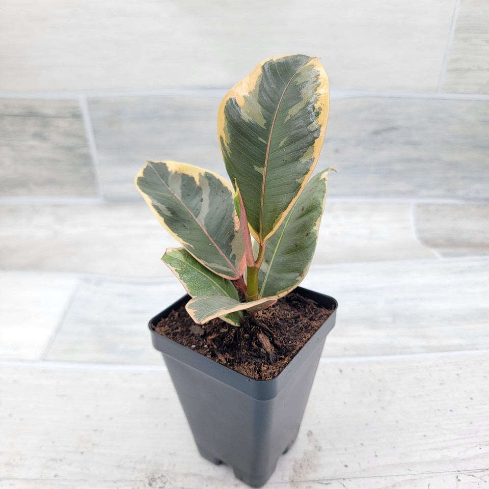 3" Ficus Tineke Live Plant Variegated Rubber Tree Tricolor Easy Care ...