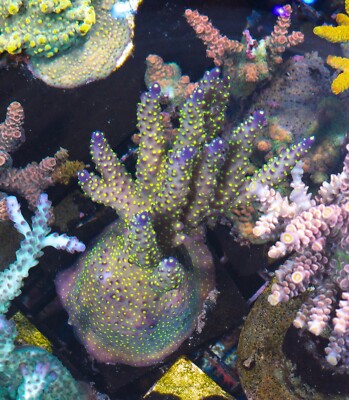 ReefNation Nuclear Bonsai Coral Frag SPS Zoa LPS Paly Polyps | eBay