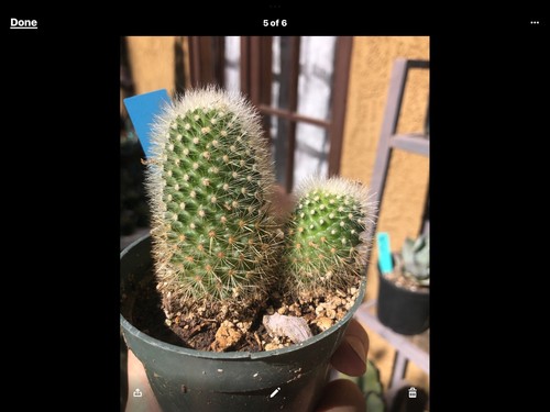 Notocactus Parodia scopa Silver Ball/Snowball Cactus 3"Wide #33B | eBay