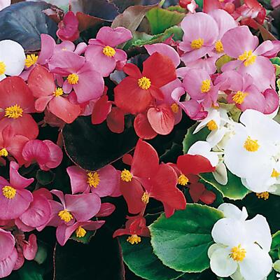 Perfect Plants - Wax Begonia Plants Organdy Mix - 6 Pack Bedding Plants ...