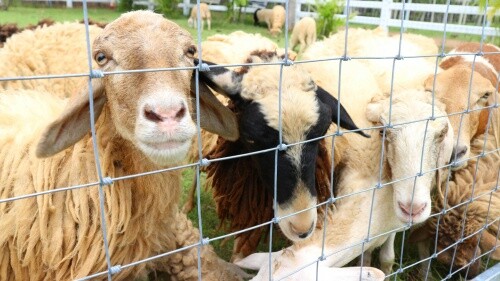400 m clôture de protection contre la faune sauvage, clôture forestière ...