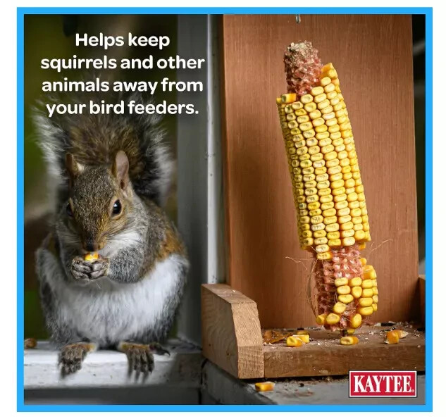 Kaytee Corn On The Cob Food For Wild Squirrels, Rabbits, Chipmunks and ...