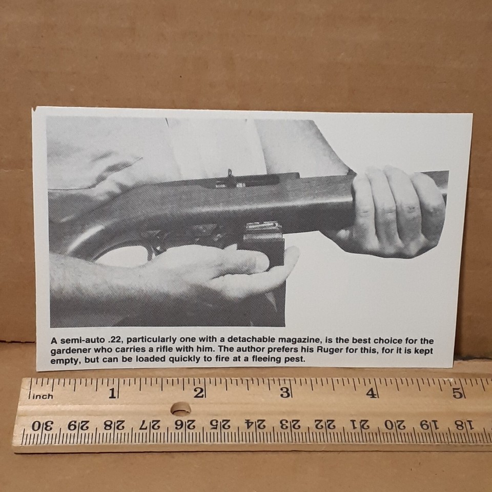 Vintage 1970s Magazine Cut Out RUGER 10/22 Varmint Pest Control Caption ...