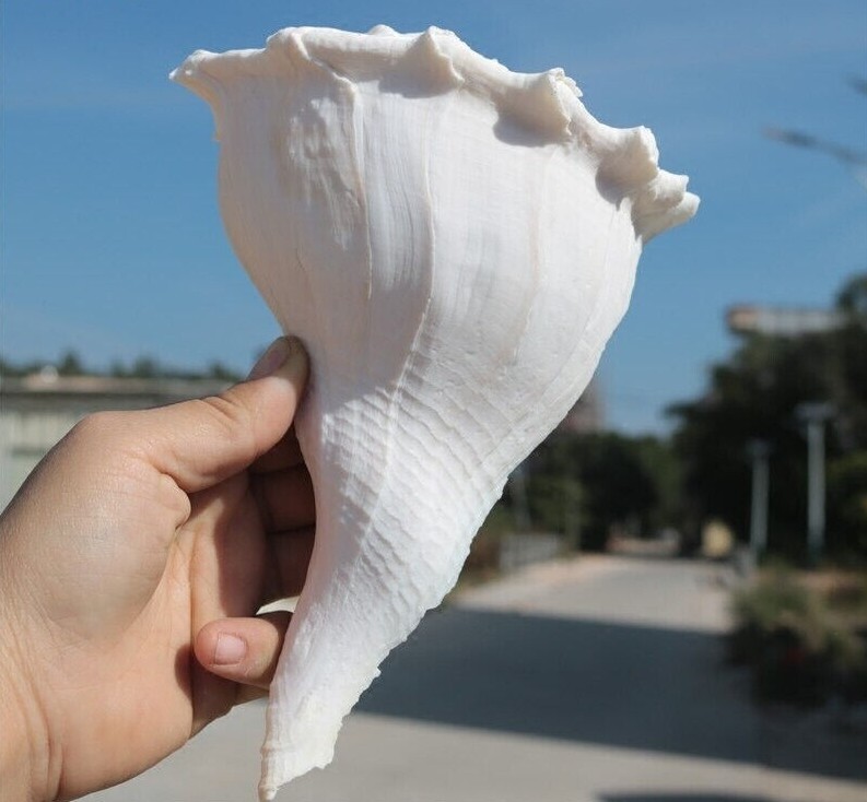 HINDU RELIGIOUS LARGE RIGHT HAND DAKSHINAVARTI SHANKH LAKSHMI CONCH ...