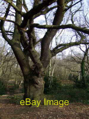 Photo 6x4 Oak tree on West Heath Hampstead/TQ2685 Impressive mature ...