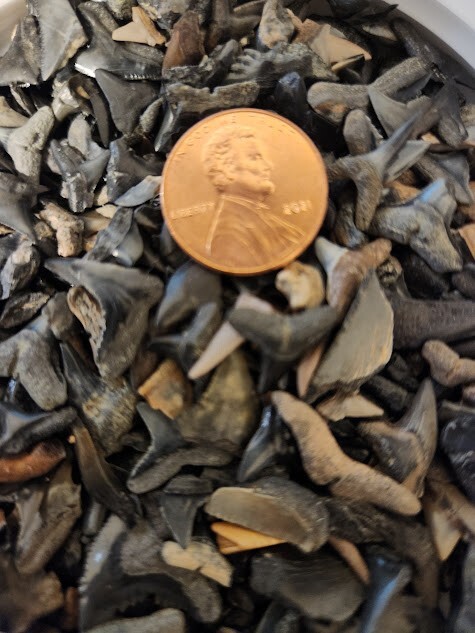 LOT OF 50 FOSSILIZED SMALL (PARTIAL and FULL) SHARK TEETH FROM ...