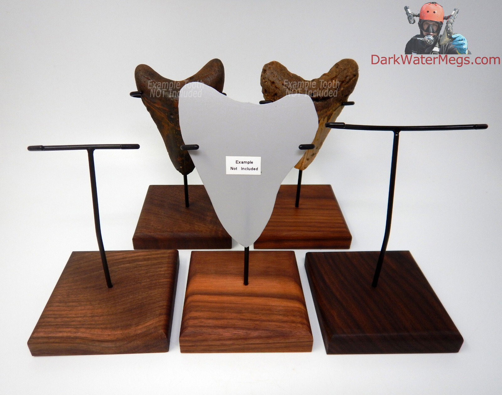 Megalodon Shark Tooth Display Stand L - Black Walnut Wood Base - Metal ...
