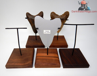 Megalodon Shark Tooth Display Stand L - Black Walnut Wood Base - Metal ...