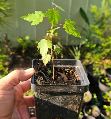 10 Florida Red Maple Trees 4"to"8 Live Plant Seedling ACER RUBRUM | eBay