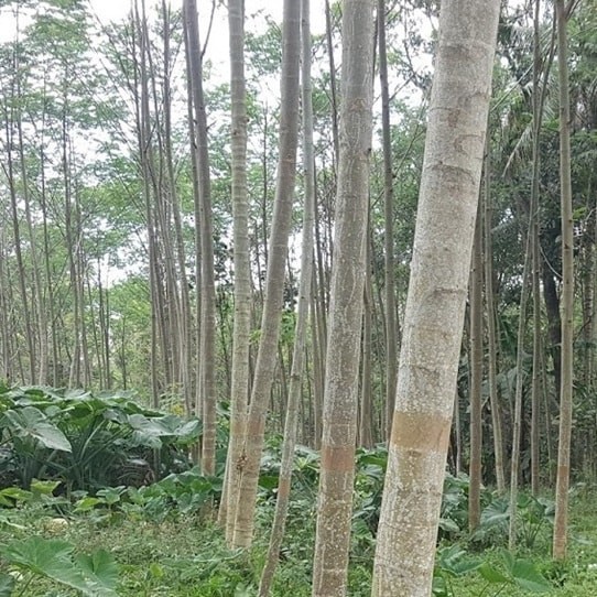 Guanacaste Tree Albizia 100+ Seedss (Enterolobium cyclocarpum) var ...