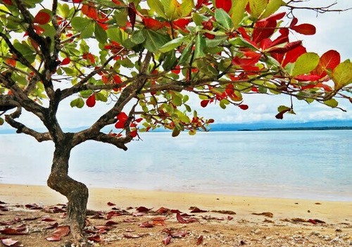 Leaves Catappa Dried Kottamba Ceylon Terminalia Natural Kottan Almond ...