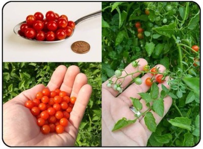 Teaspoon Tomato Seeds - Heirloom - Easy to grow, 1,000's of tomatoes ...