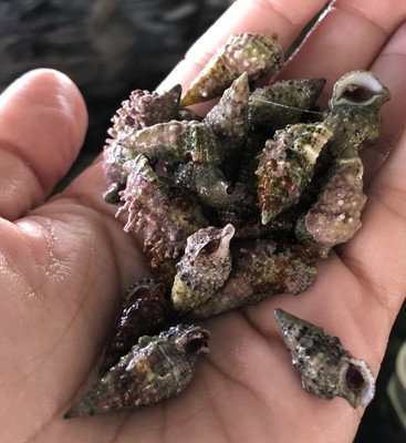 Premium Cerith Snails-30 Pack- Saltwater Aquarium- Snails | eBay