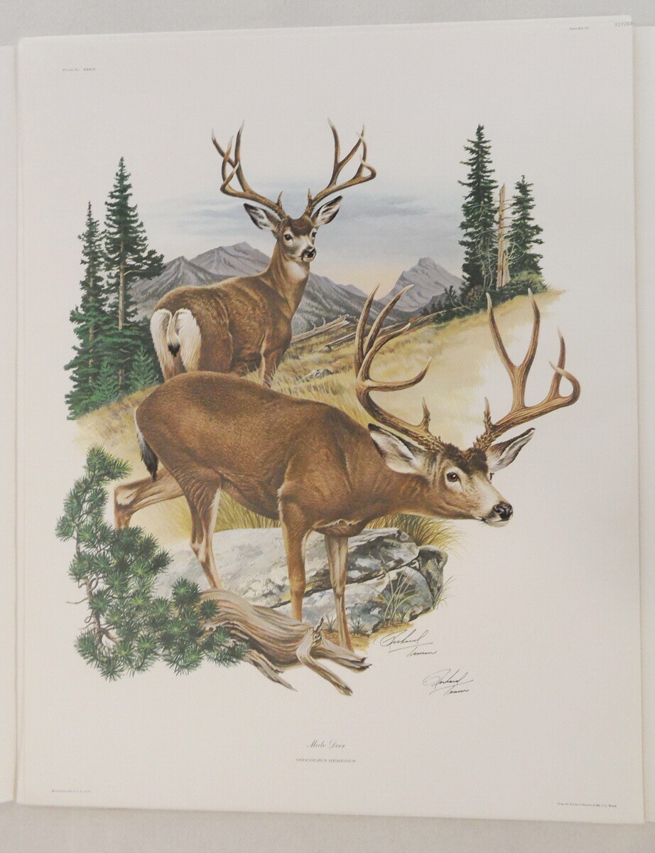 Richard Timm Mule Deer 22"x28" Registered & Signed Lithography Fine Art ...