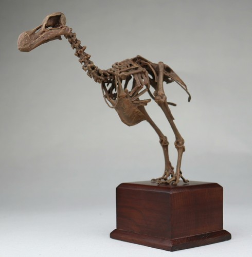Dodo Bird Skeleton Model 3D Printed Raphuscucullatus Animal Scene Decor ...