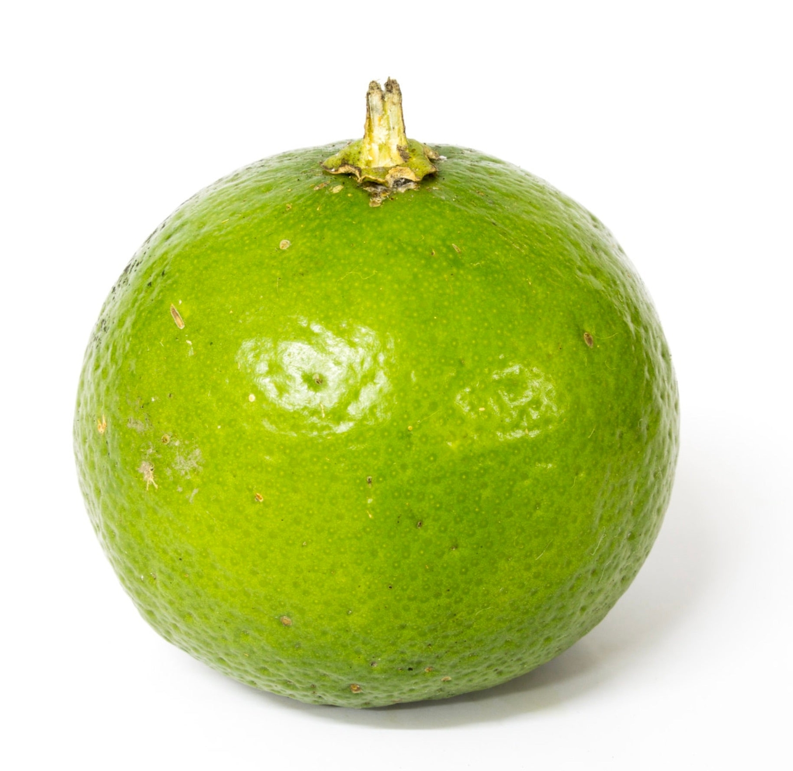 Citrus X latifolia TAHITI LIME 70-130cm - LIME PERSANE, LIME DE TAHITI ...