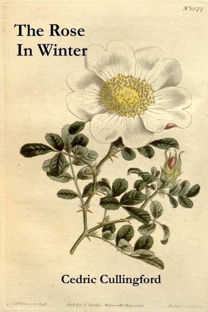 The Rose In Winter von Cedric Cullingford (2015, Taschenbuch) online ...