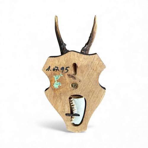 Roe Deer Trophy Black Forest Antlers rd48 Jawbone on back | eBay