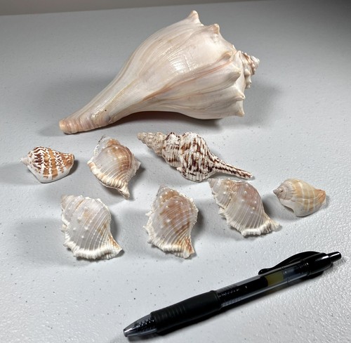 Conch Shells from Beaches of NC. Large Conch 8” Long And Several Medium ...