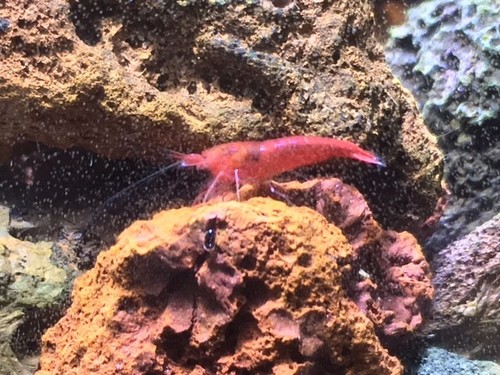 10 +2 Hawaiian Red Shrimp aka Opae Ula Halocaridina Rubra Volcano ...