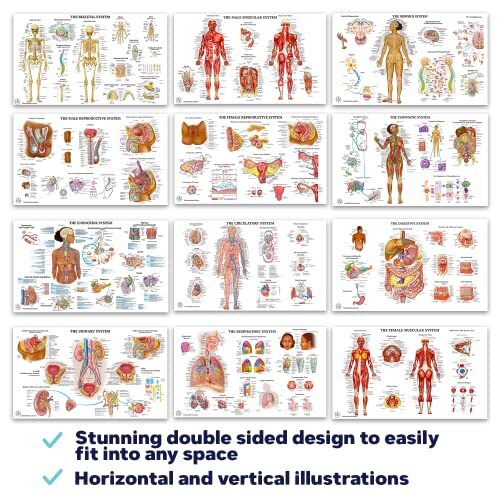 12 Human Anatomy Posters Medical Posters Circulatory Skeletal Male ...