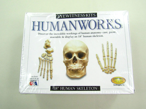 Eyewitness Kits Human Works 18" Human Skeleton Mold & Display Hands On ...