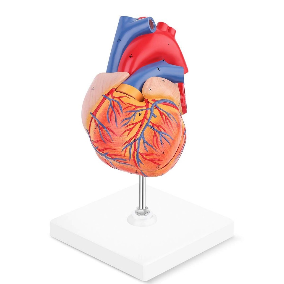 Human Heart Model, 2-Part Life Size Anatomically Accurate Numbered ...