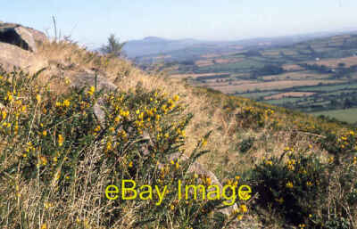 Photo 6x4 On Slievecoiltia, looking east Aughclare Dwarf furze (gorse ...