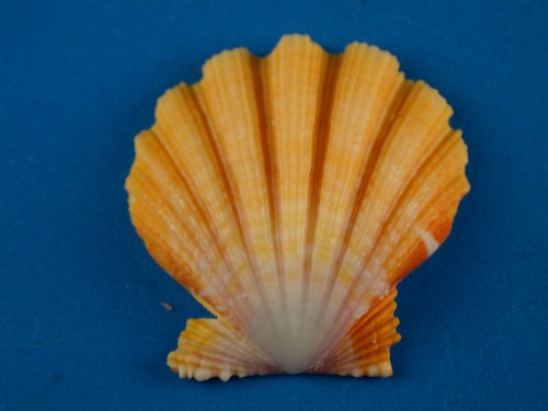 Pecten langfordi, Sunrise Half #3, Jewelry, Hawaii Shell | eBay UK