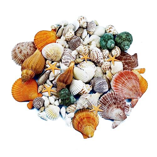 135 Pcs Mixed Sea Shells Beach Ocean Seashells for Vase Fillers Fish ...