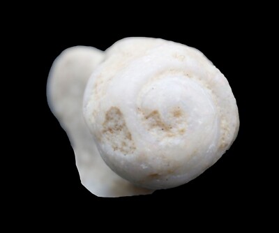 3.3 CT 0.7" OPALISED GASTROPOD SNAIL SHELL FOSSIL COOBER PEDY SOUTH ...