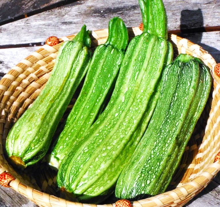 Costata Romanesco Zucchini Seeds | Rib Striped Italian Heirloom Squash ...
