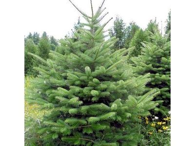Abies bornmuelleriana TURKISH FIR Tree Seeds! | eBay