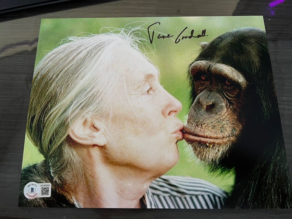 JANE GOODALL HAND SIGNED IN PERSON AUTOGRAPH 10X8 RARE BECKETT BAS COA ...