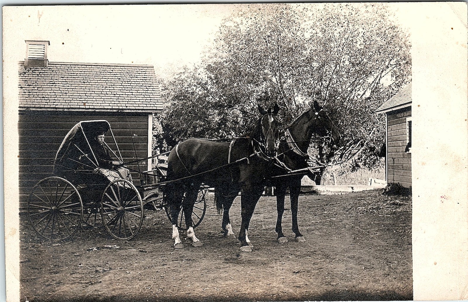RPPC Two Horse Drawn Covered Carriage Buggy Man Real Photo Postcard AK1 ...