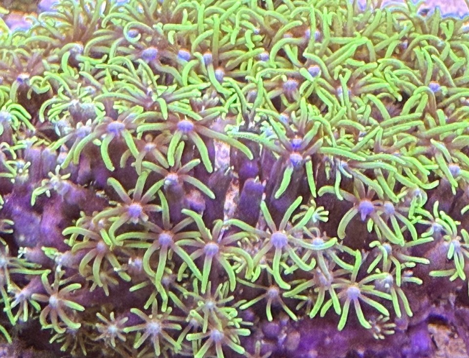 Live White Center Green Star Polyp Coral Frag 1” Frag Plug /Beginner ...