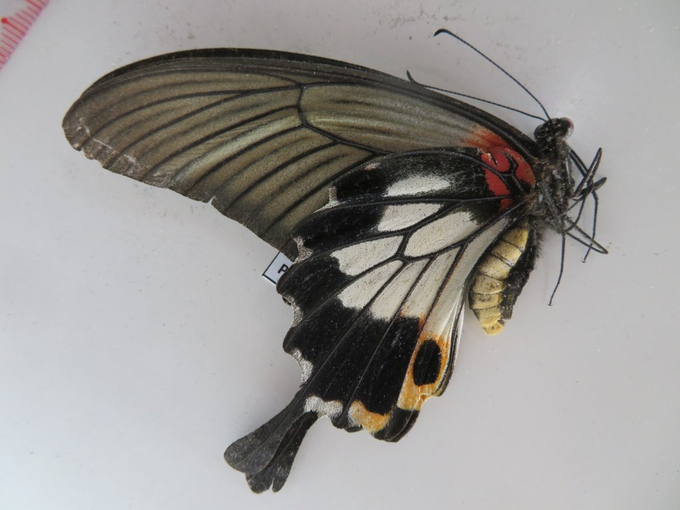 PA13446. Insects, butterflies: Papilio sp. Vietnam. Nghe An | eBay
