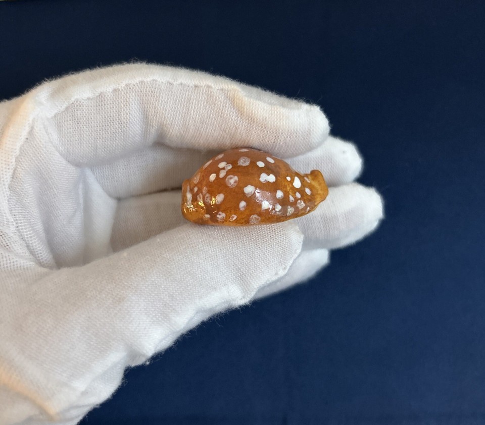 Handmade Clay Cypraea leucodon Lyncina leucodon 31.7mm cowrie related ...