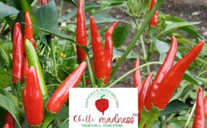 Chilli Japones Santaka Japanese Hot Pepper Sustainably Grown in OZ 10 ...