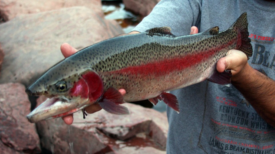 Guide Flies Reef Trico Nymph Emerger Black - Premium Trout Fly Fishing ...