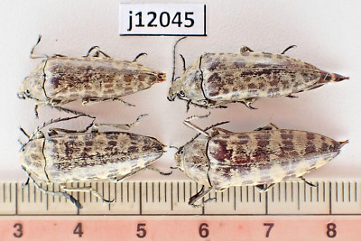 j12045. Insects, Eulichadidae sp. Vietnam Central | eBay
