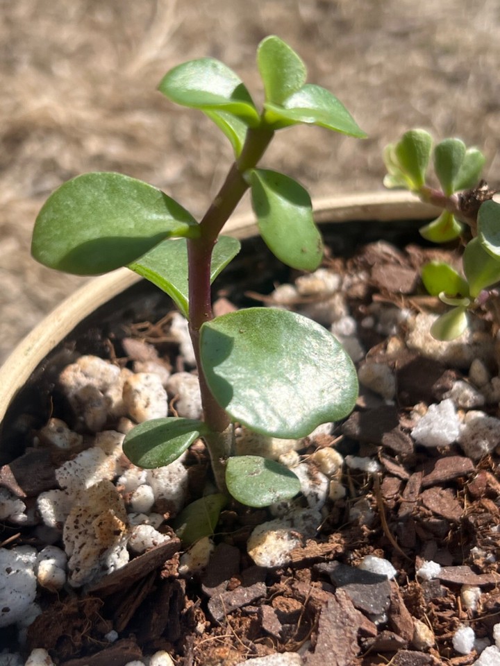 dwarf baby jade plant starter bonsai | eBay