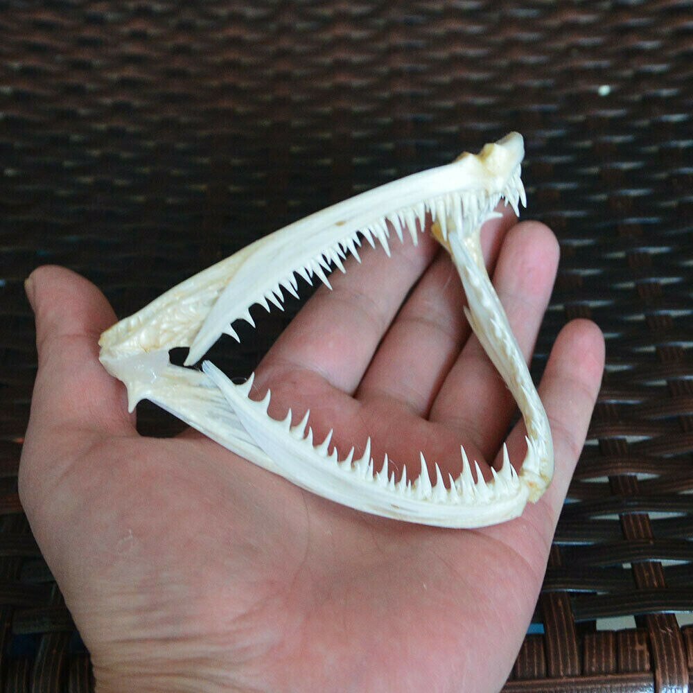 Angler Fish Skeleton