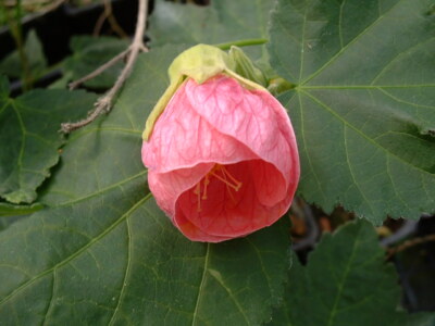 ABUTILON ROSE | eBay