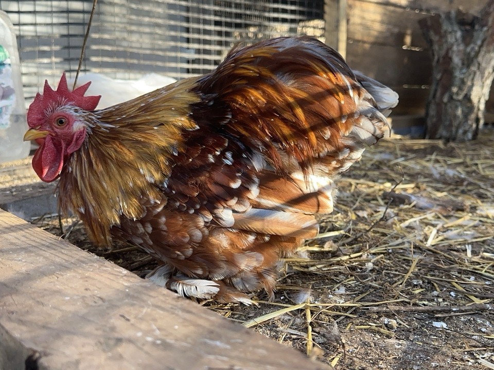 8 Mille Fleur Calico/Mottled Bantam Cochin Hatching Eggs | NPIP ...