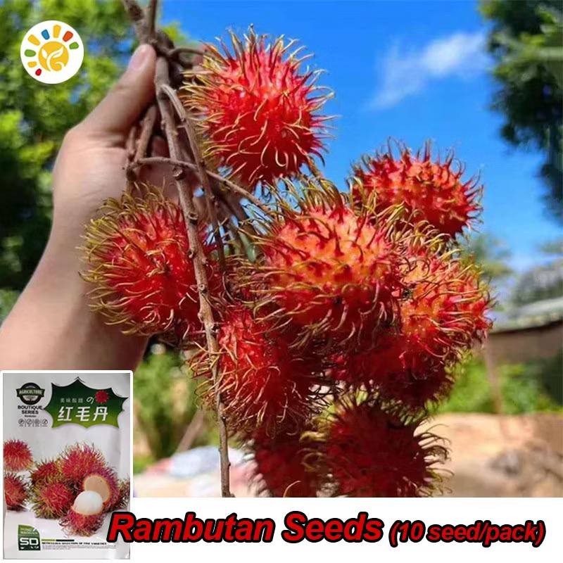R3d Rambutan S3eds High Yield For Planting Dwarf Trees Tropical Tr3es ...